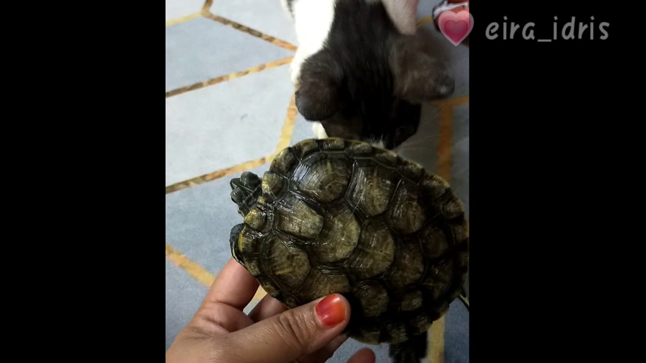 KUCING kawan baik KURA KURA : baru berkenalan da bercumbuan - YouTube