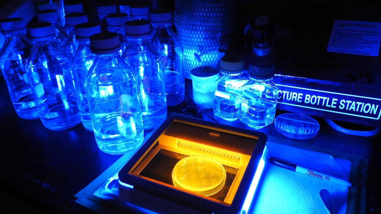 SDSU Researchers to Design Bacteria That Extract Rare Earth Elements ...