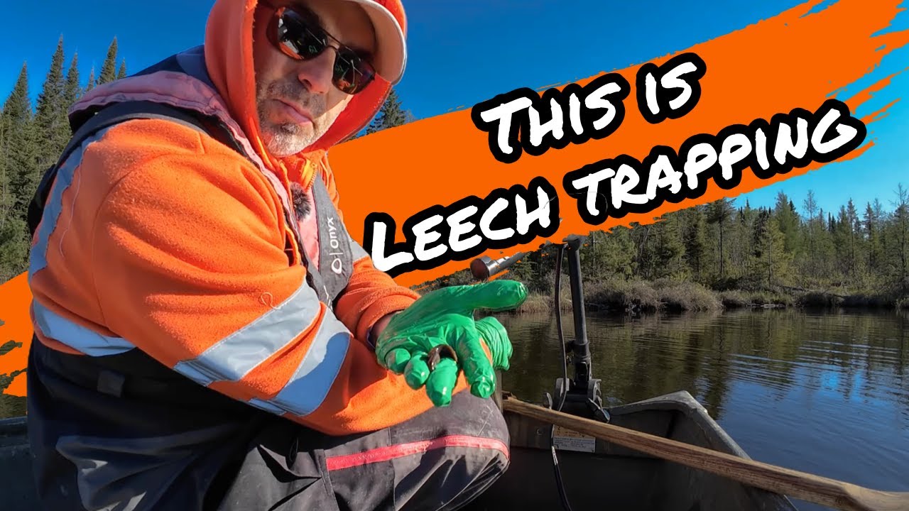 A DAY in the LIFE of a LEECH TRAPPER, when I'm not MUSKY FISHING ...