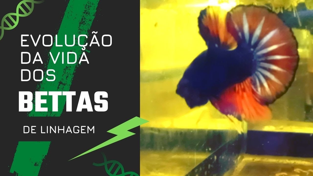 Evolução da vida dos Bettas (de linhagem) | Anderson Meneguetti - YouTube