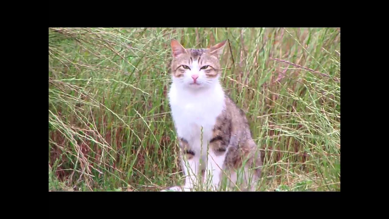 Cat Suddenly Start Running YouTube cat-suddenly-start-running-youtube