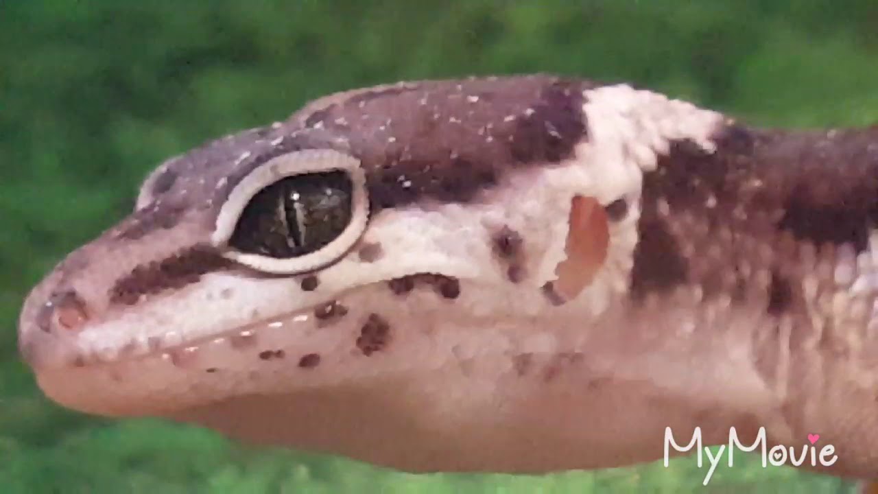 All the geckos! 2.0 (we got some new ones!) - YouTube