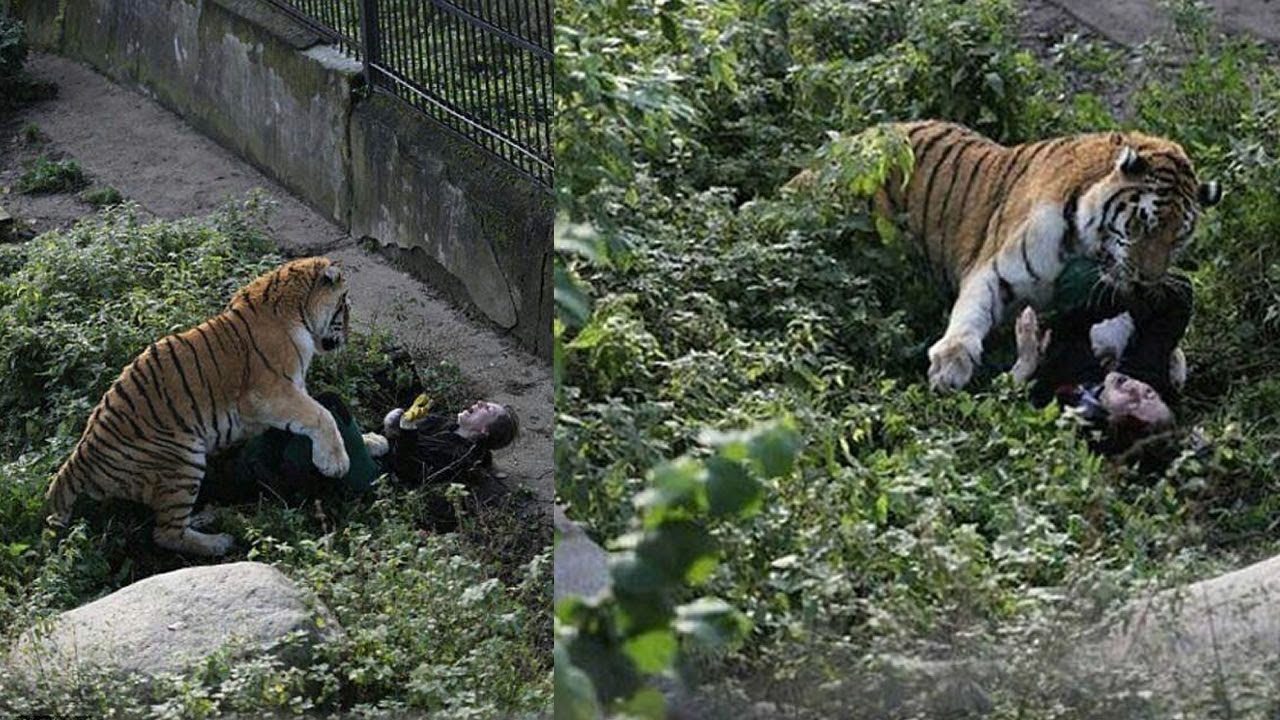 Tigre siberiano ataca cuidadora em zoológico na Rússia. - YouTube