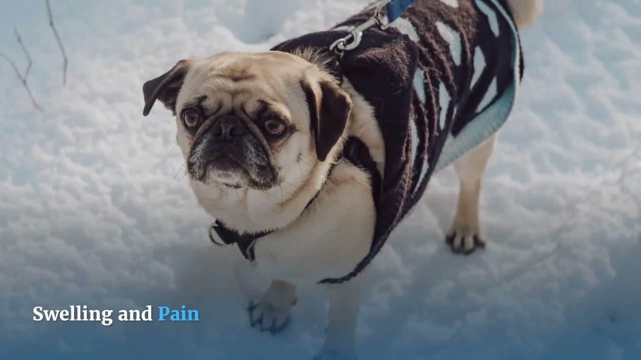 Frostbite in Dogs - Signs, Treatments, and More - YouTube