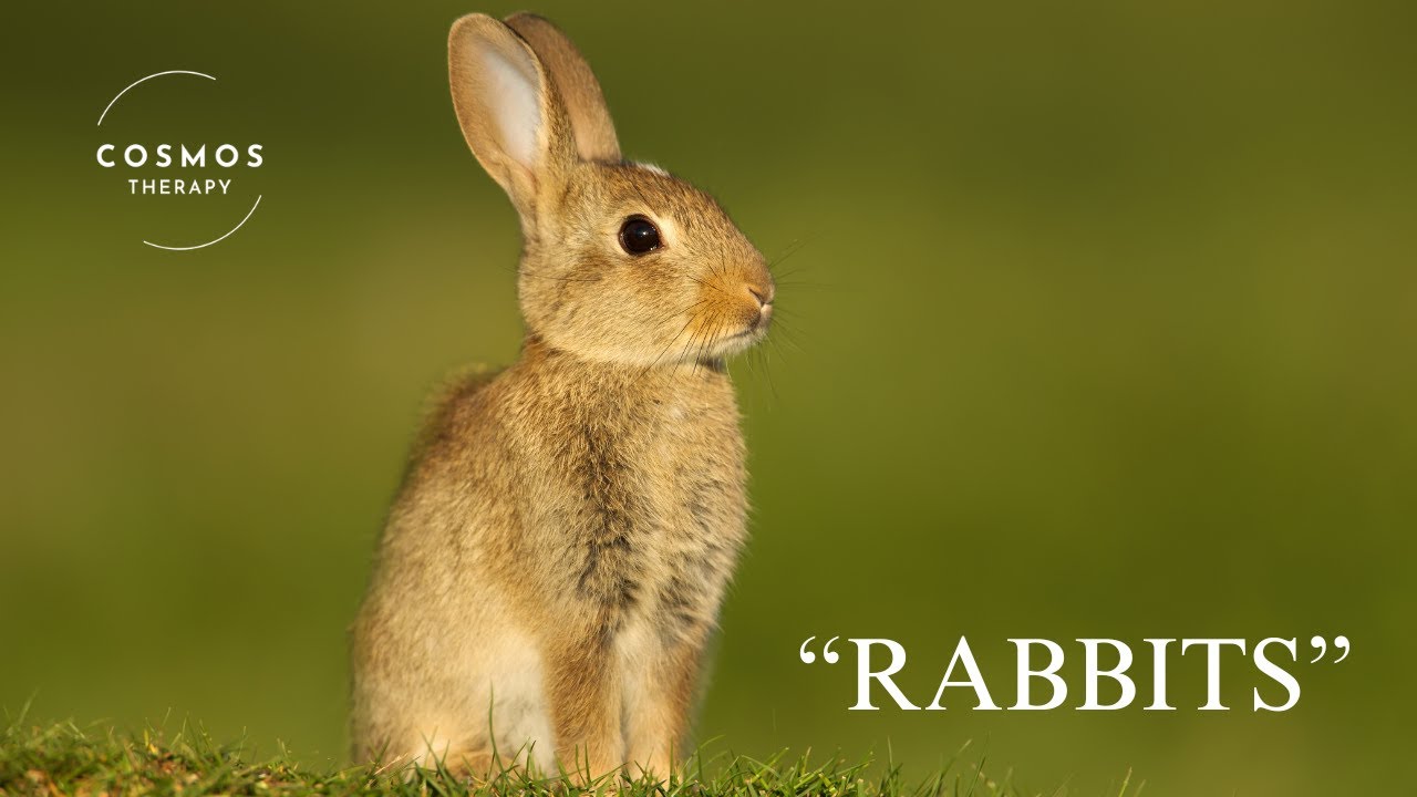 The World of Rabbits a short Documentary | Nature video HD 1080p 60 FPS ...