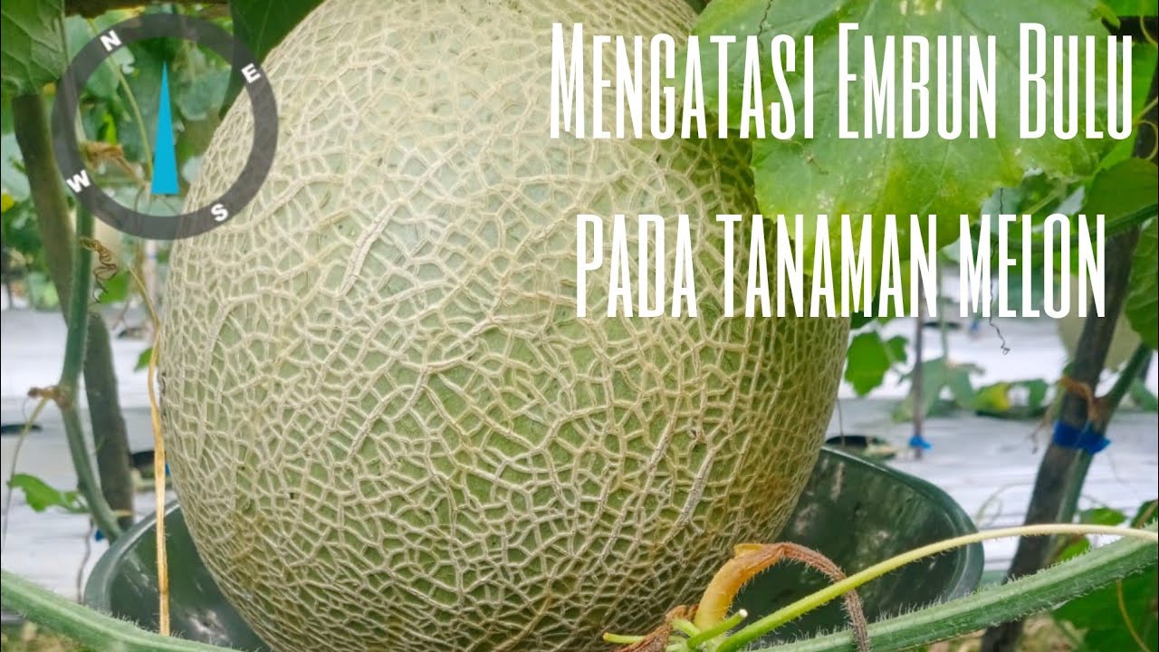 Mengatasi Embun Bulu/ Kresek daun/ Bercak daun pada Melon. - YouTube