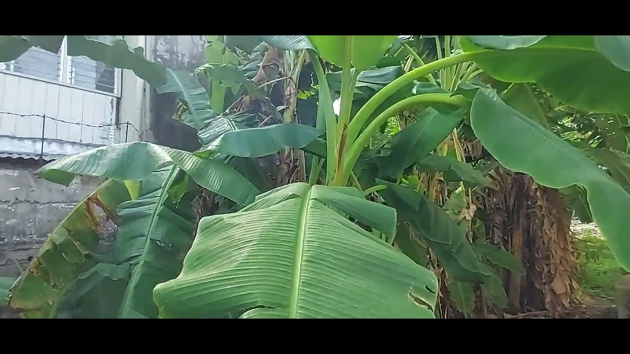 Sagingan sa Gulayan - YouTube