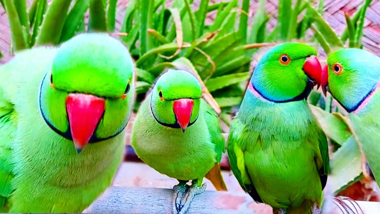 Motu Indian Parrot🌶 Calling ️ Mithu mithu🎊 To Patlu Parrot🥀 Natural ...