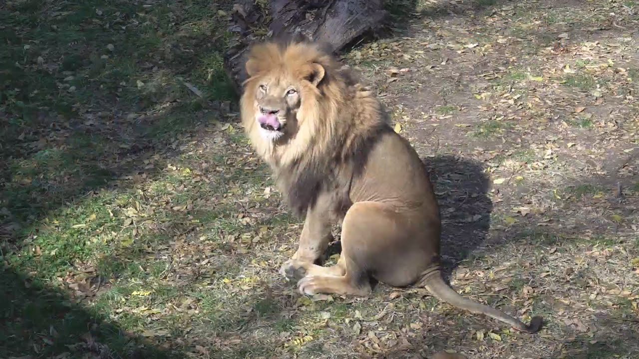 The big cats at the St. Louis Zoo have recovered from COVID-19 - YouTube
