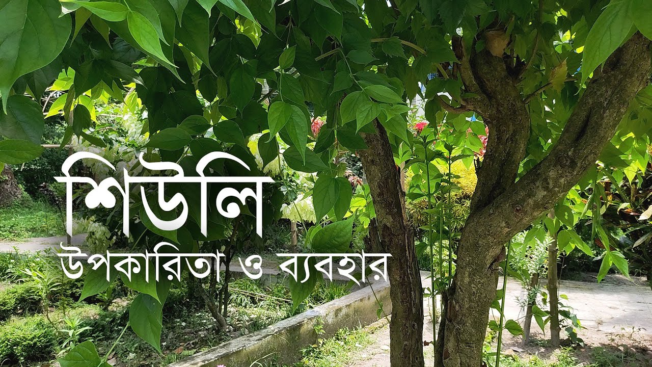 শিউলি পাতার উপকারিতা ও ব্যবহার || Shiuli pata benefits and uses ...