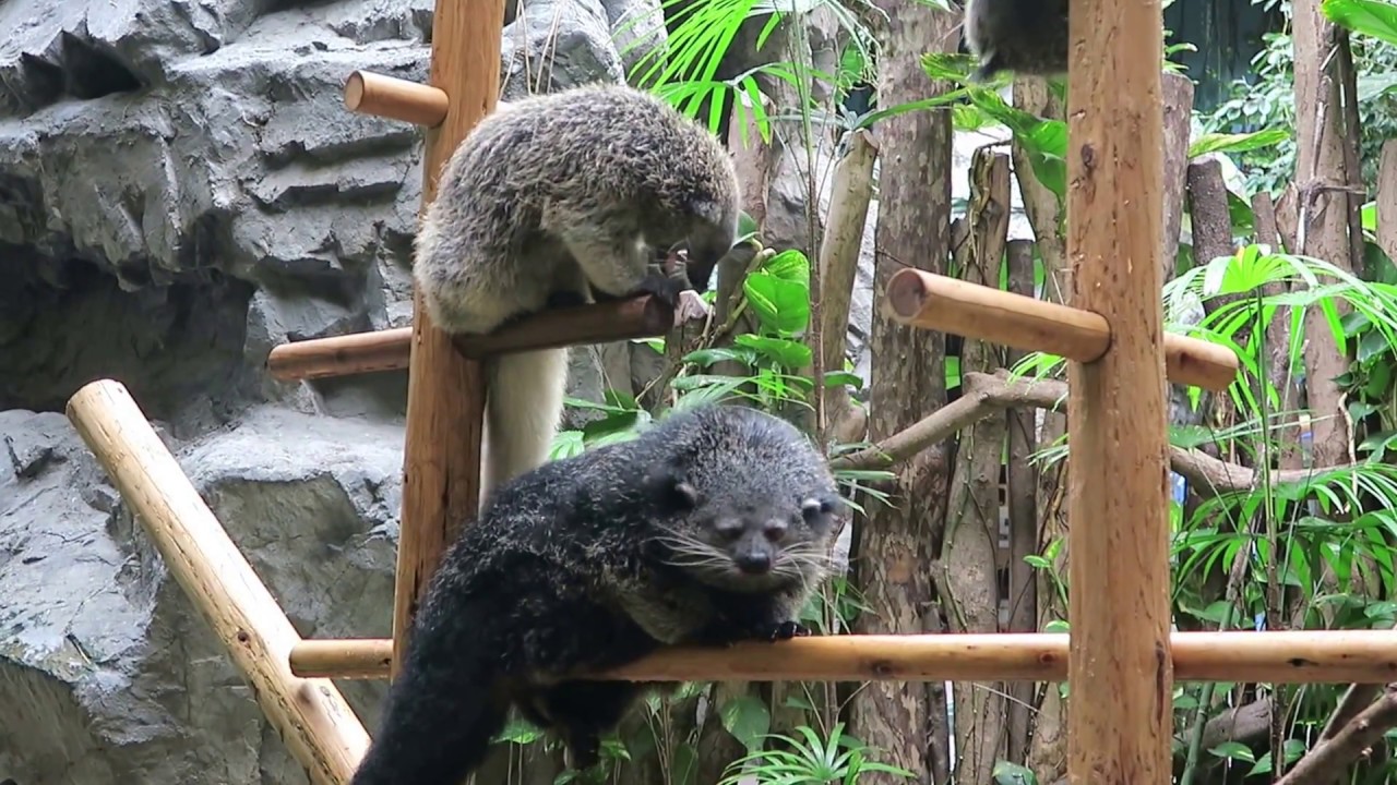 #18 May 2018 Binturong at Noichi zoo, Kochi, Japan - YouTube