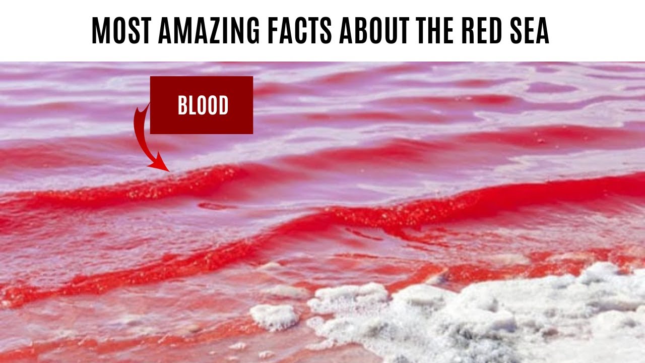 Why Red Sea is known as Red Sea ? Facts about Red Sea | ST Tech TV ...