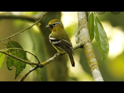 masteran ciu kunyit, kicau mania, gacor, burung ciu kunyit gacor, #youtuberpemula  #subsribe
