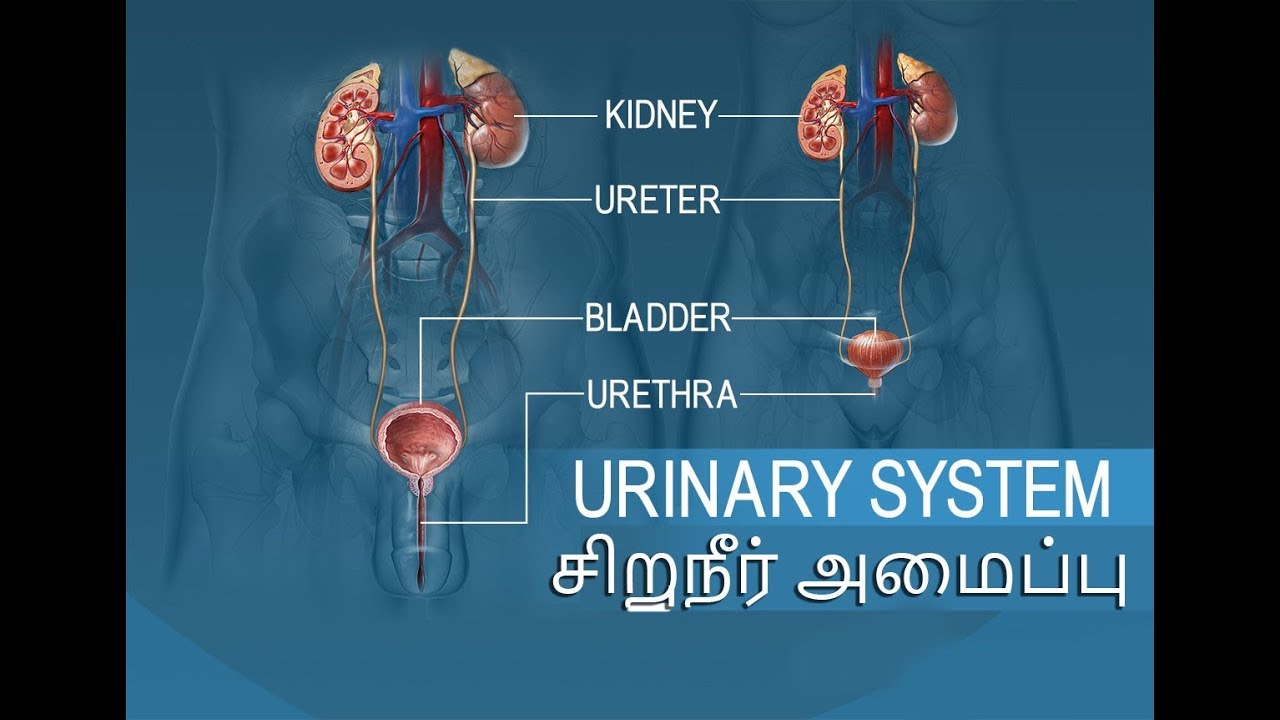 Urinary System In Tamil YouTube