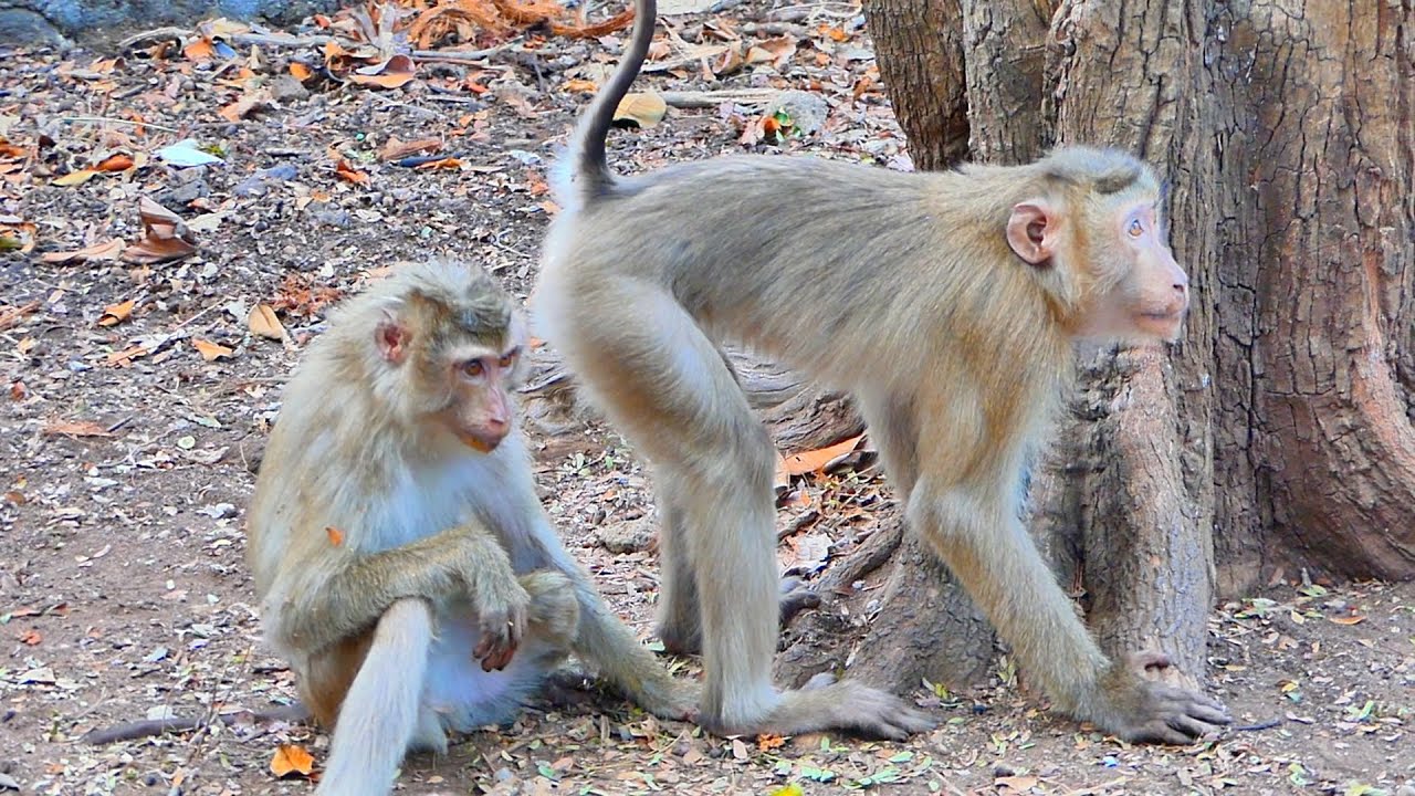 So good..! Jekson Monkey is so good he doesn't just come to take care ...