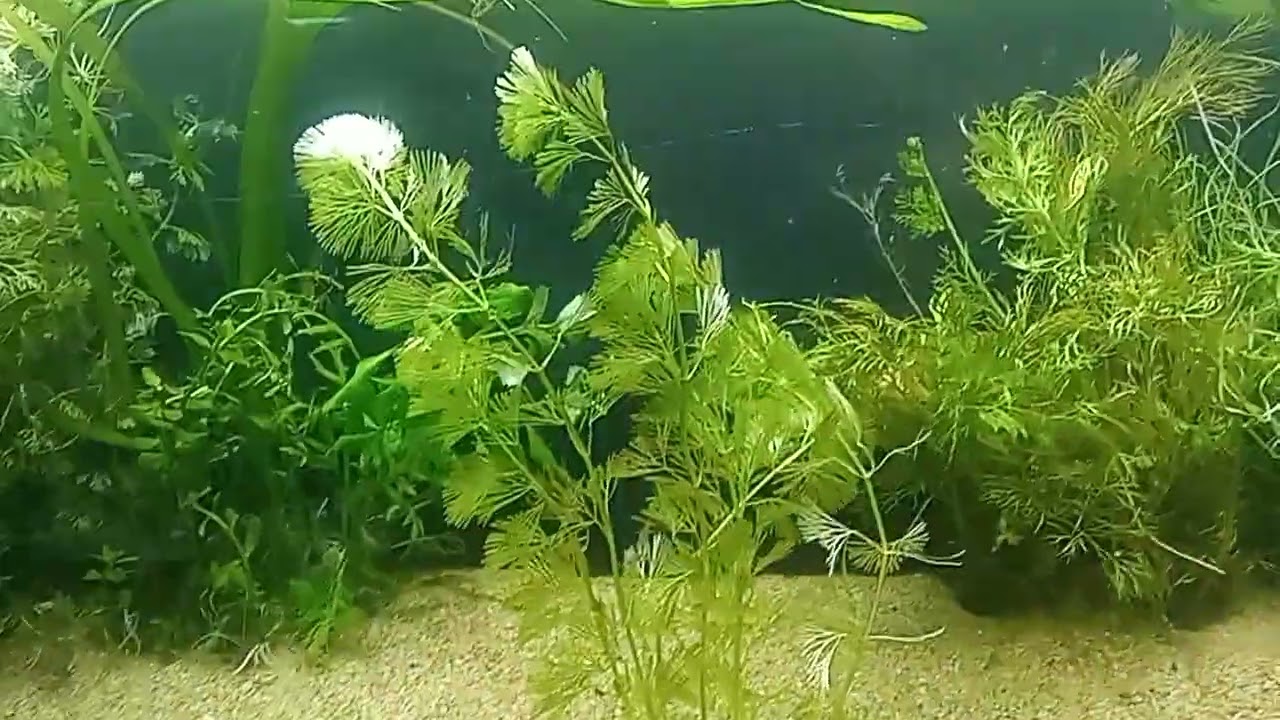 Cabomba Aquatica, beautiful low tech aquatic plant - YouTube