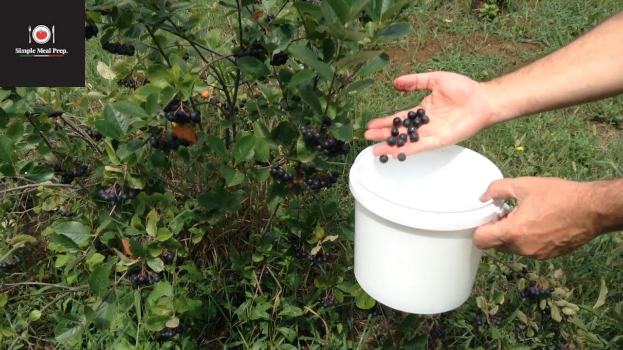 Sok od aronije - sirup od aronije - YouTube