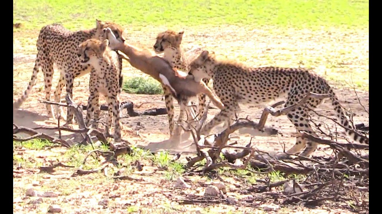 Leopard and cheetah running full speed - YouTube