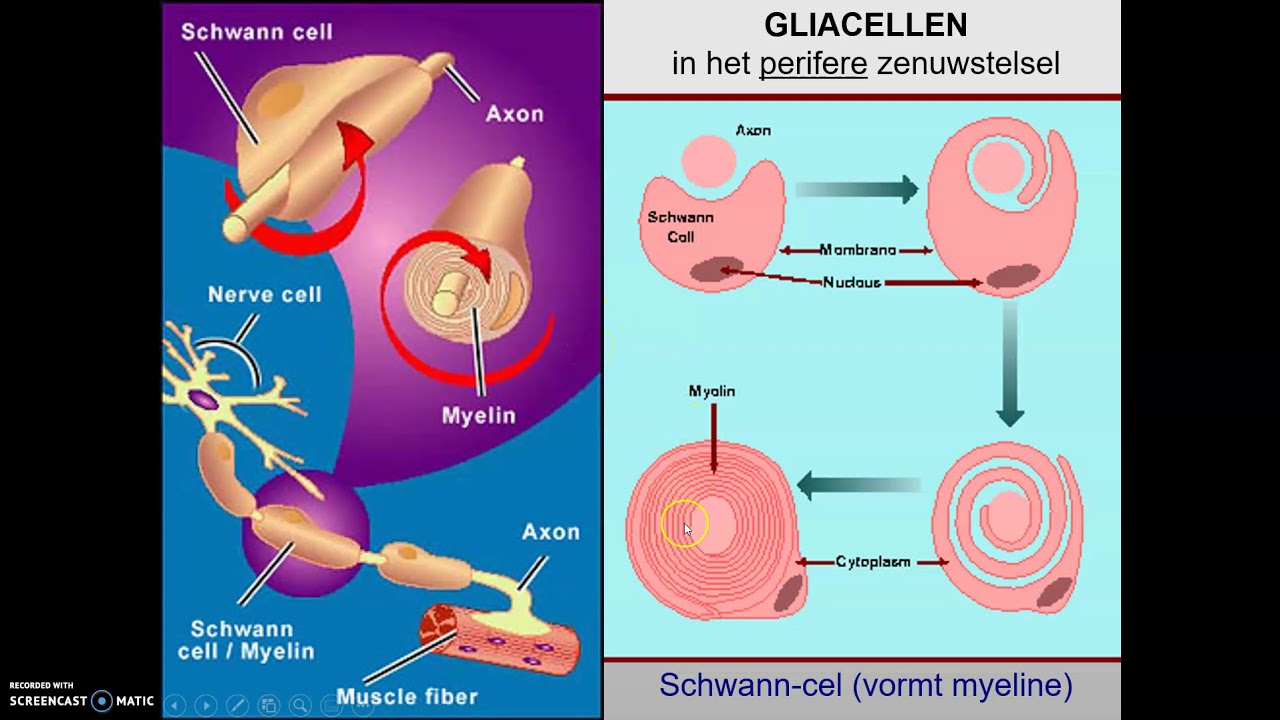 Microscopische bouw gliacel - YouTube
