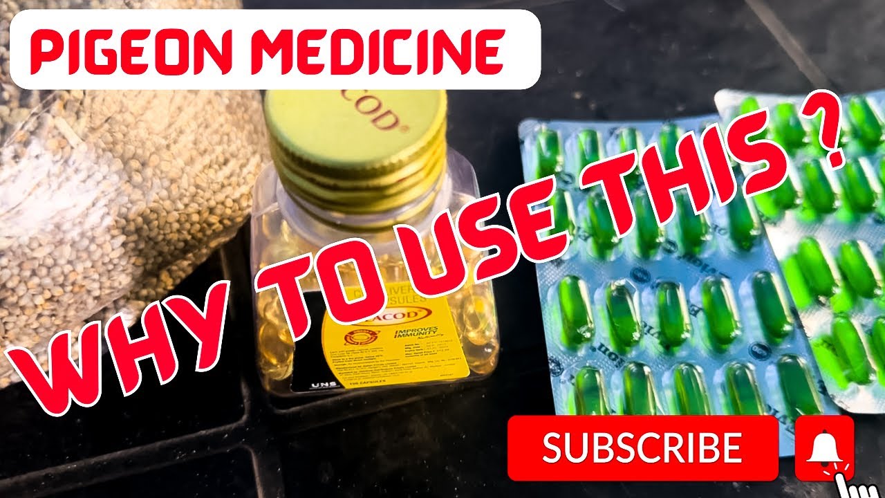 Why to use this medicine ? Pigeon Medicine & Breeding Tips | Old Remedy ...
