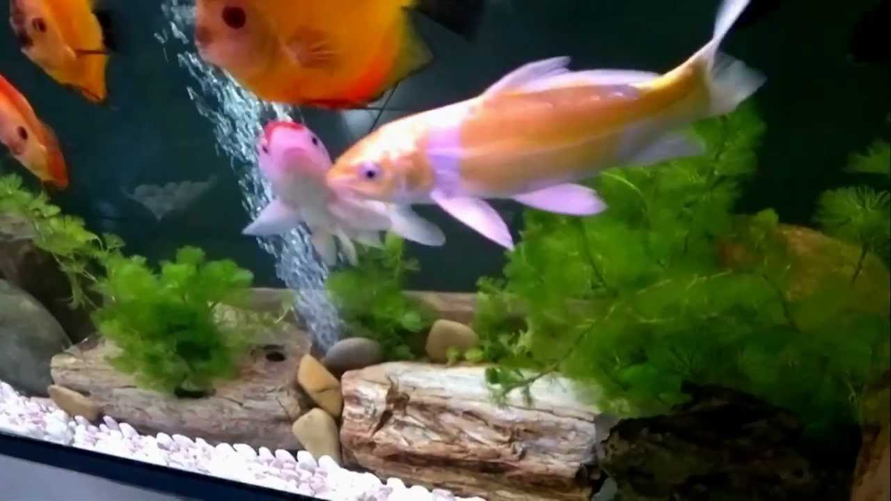 ca chep nhat - YouTube