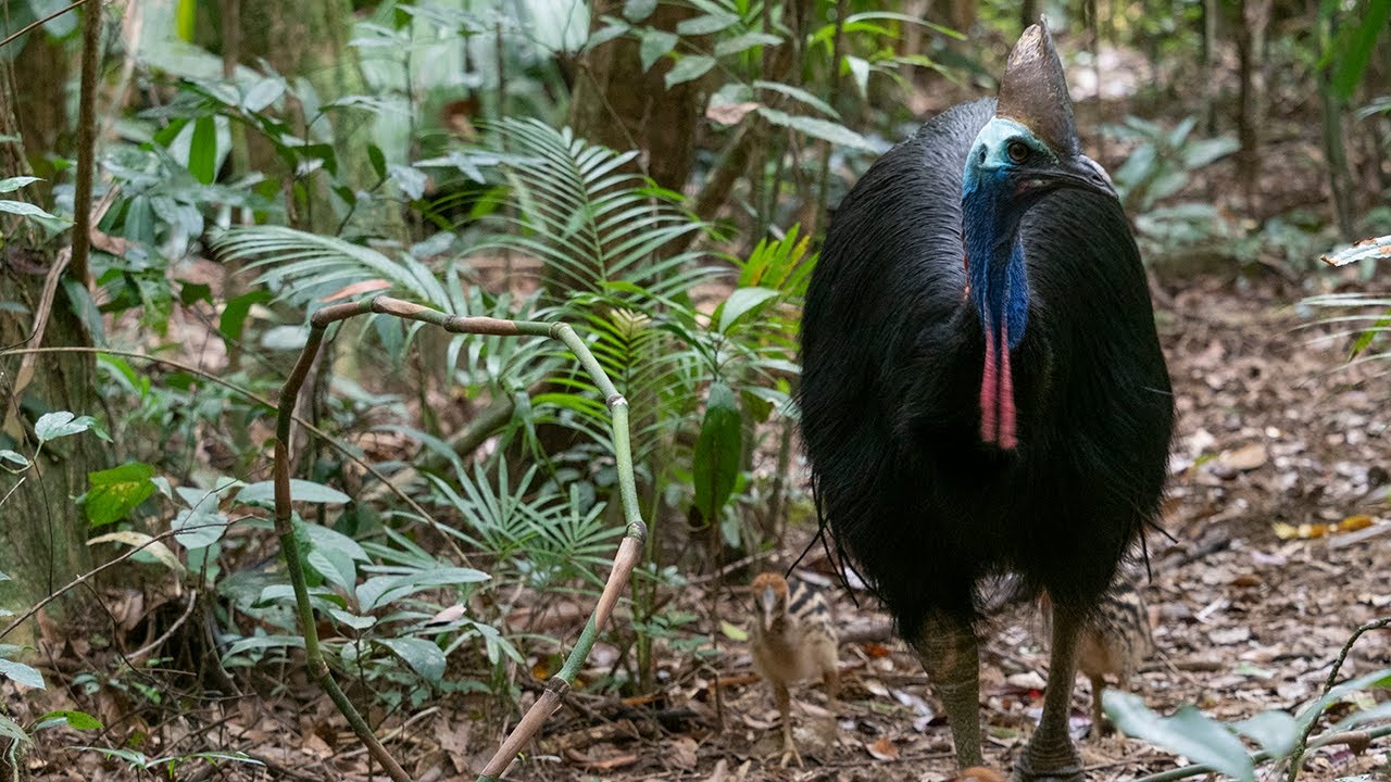 Southern Cassowary poem - YouTube