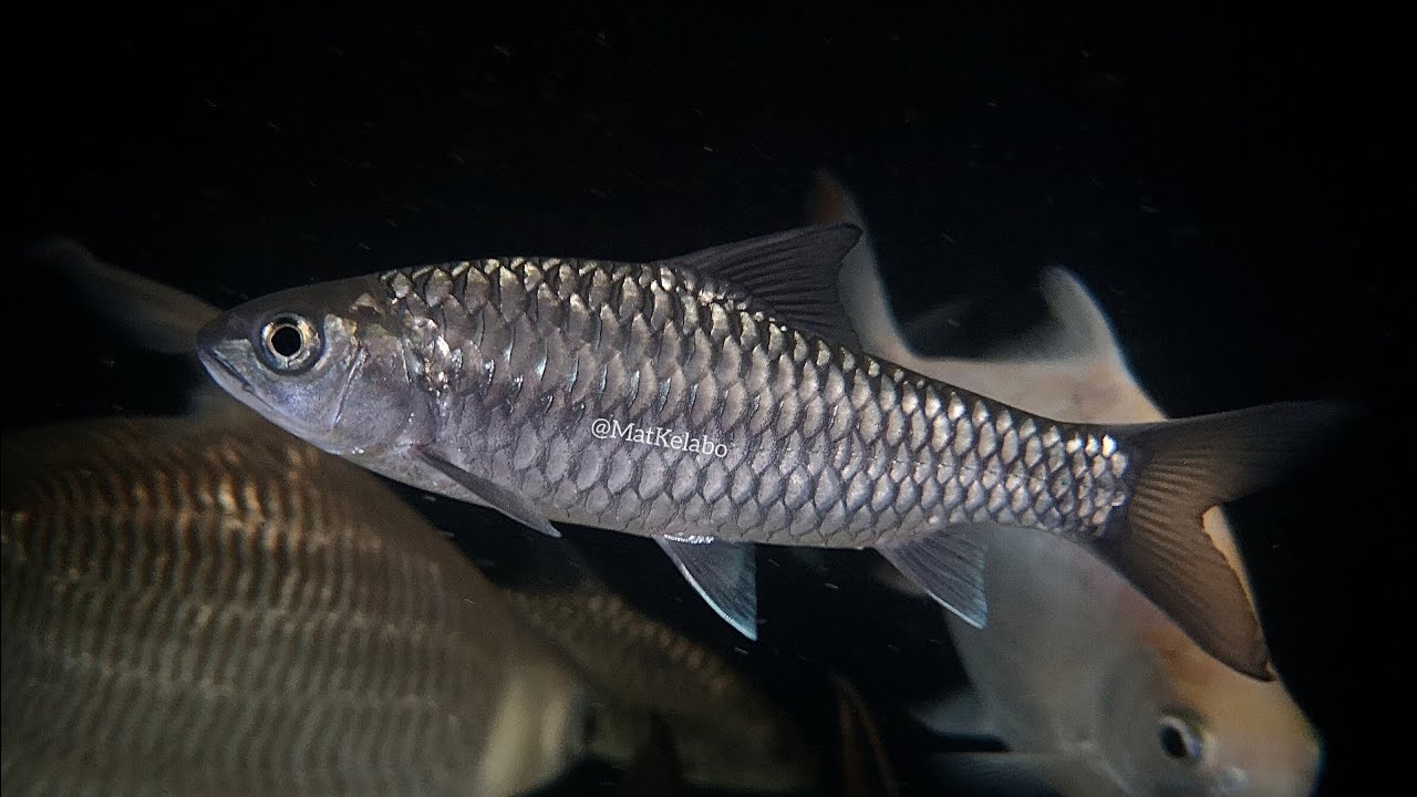 Neolissochilus heterostomus @ Yunnan's Blue Mahseer/Tengas Biru China ...