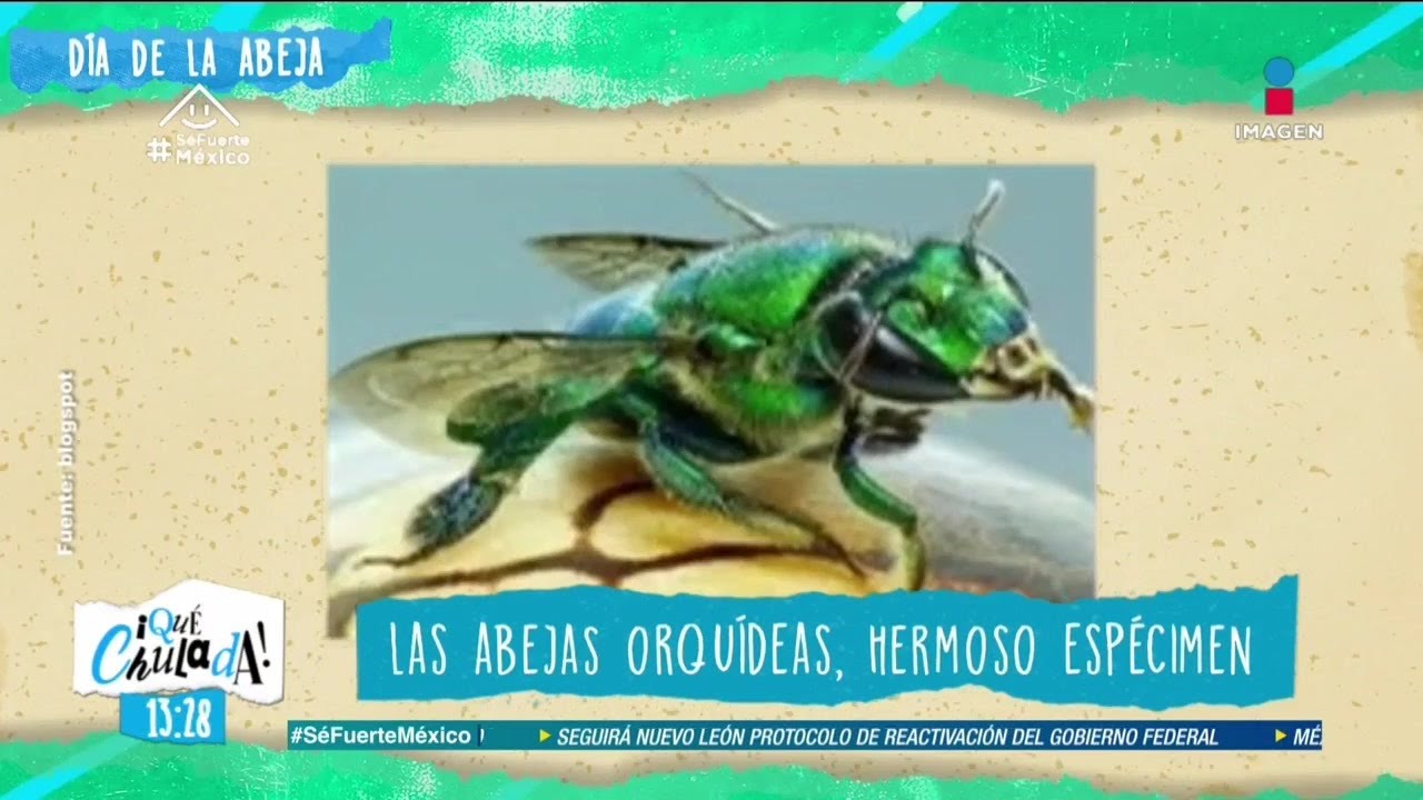 ¡Los bichos más asquerosos del mundo! ¿Cuál es el favorito de Mariana H ...