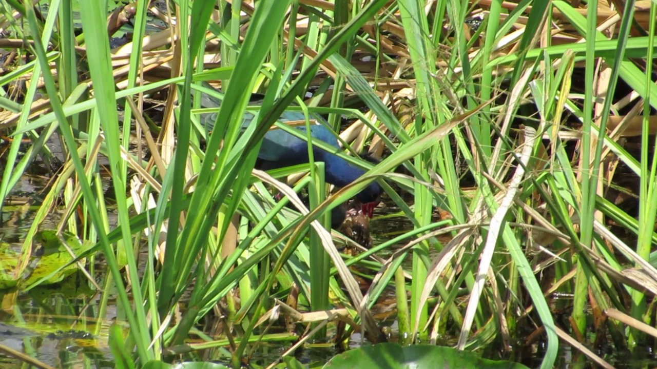 Savannah NWR - Purple Gallinule Nest - BIG lunch - YouTube
