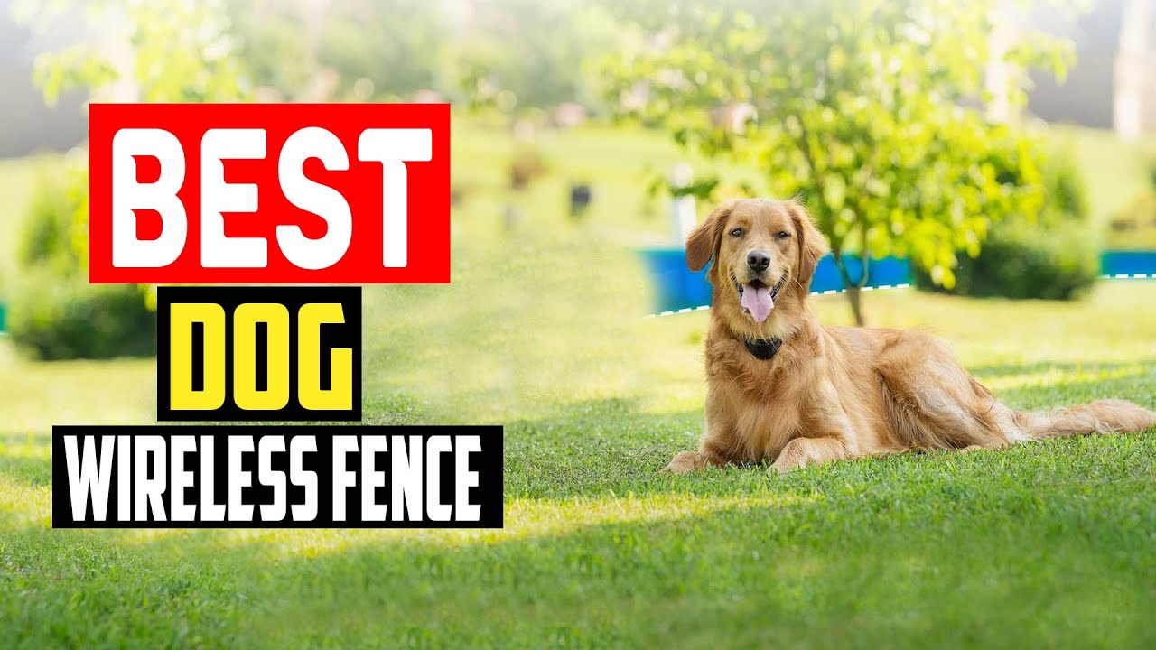 Top 5 Best Wireless Invisible Dog Fence in 2025 - YouTube