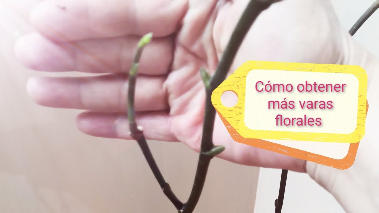COMO OBTENER MAS VARAS FLORALES EN TUS ORQUÍDEAS 🙋🌱 - YouTube