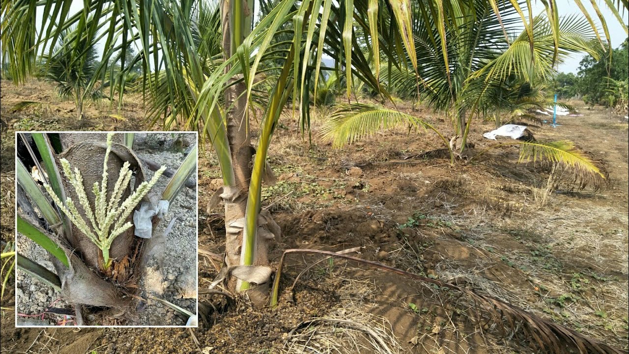 Natural fertilizers are best for coconut crops - YouTube