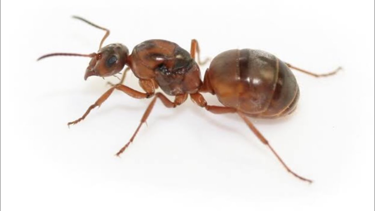 Formica rufibarbis son durum - YouTube