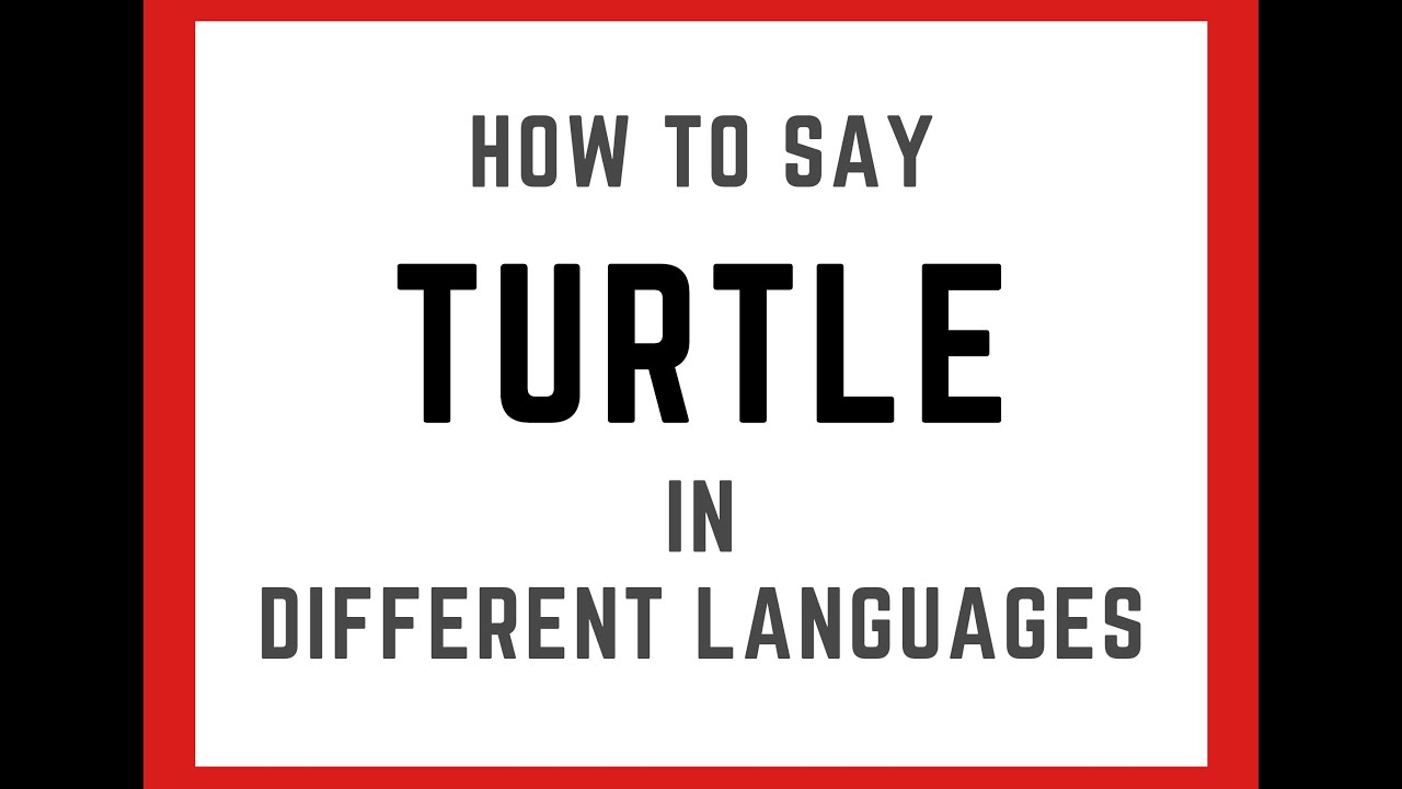 How to Say Turtle in Different Languages - TDL - YouTube