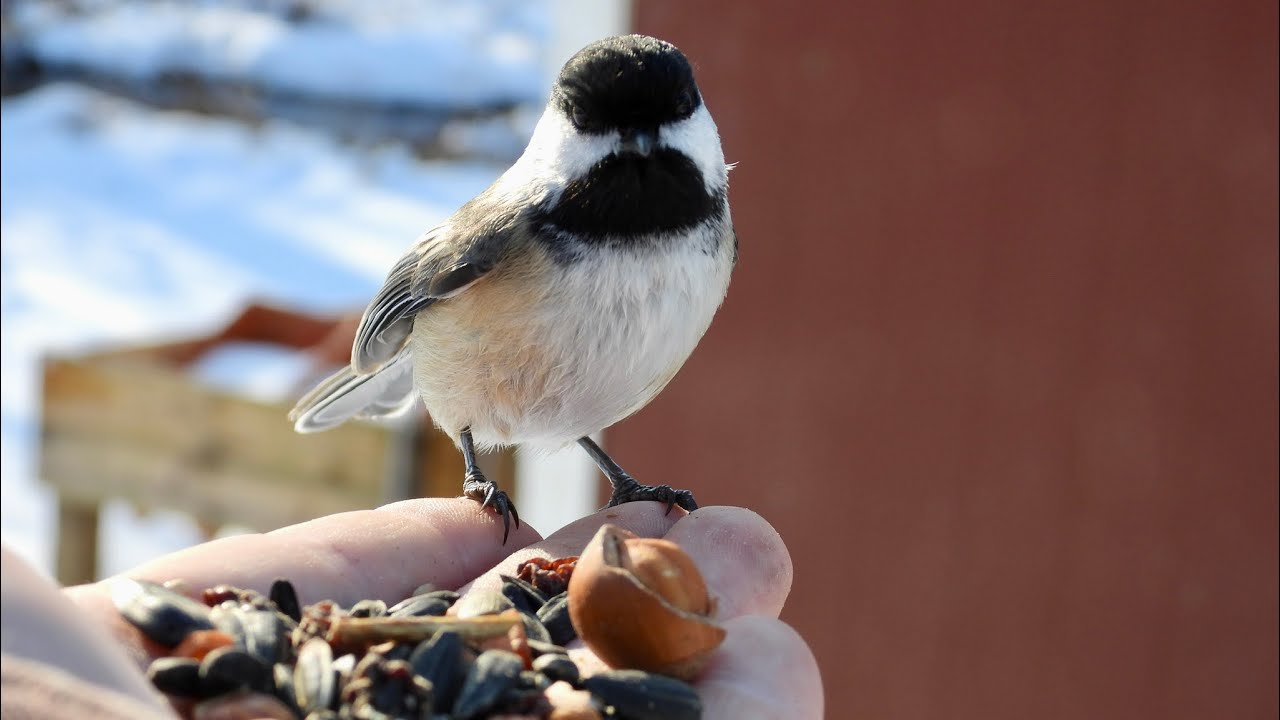 BLACK-CAPPED CHICKADEE SHOWCASE!! [Mini Documentary] - YouTube