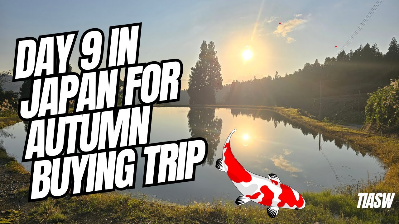 Day 9 of koi buying trip to japan, kase , marusei , ozumi and suprise ...