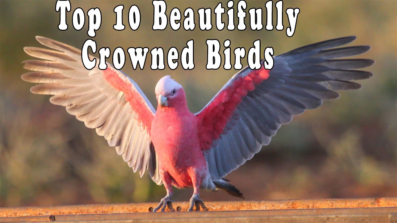 Top 10 Beautifully Crowned Birds - YouTube