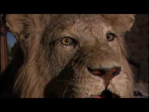 Kraliçe Aslan Belgesel(Türkçe Dublaj) National Geographic