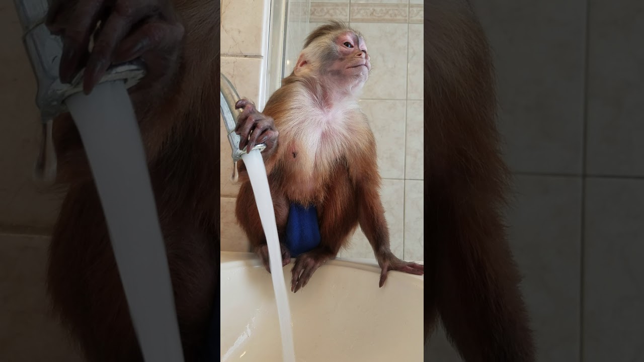 Dora, capuchin monkey, loves running water - YouTube