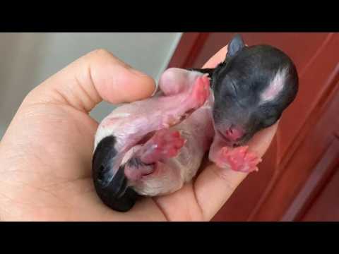 My Dog Gave Birth To A Disabled Puppy, We Refuse To Give Up... 4 Years Later