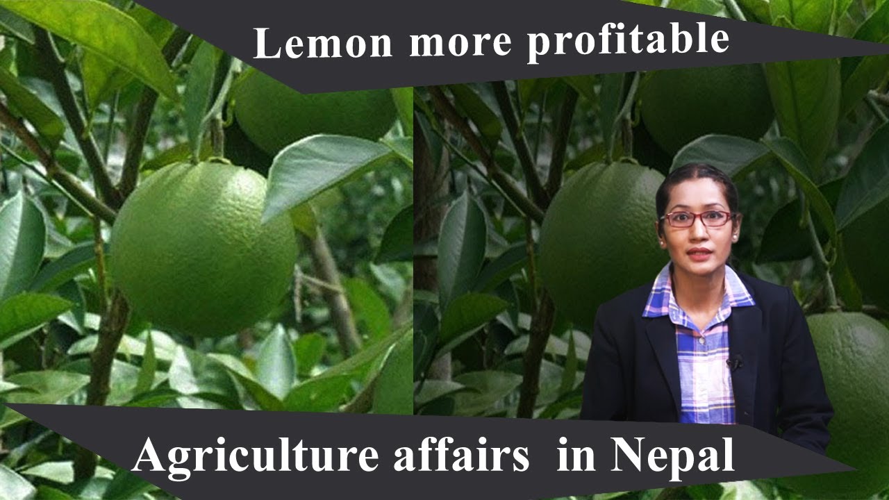 Lemon more profitable || Agriculture affairs in Nepal - YouTube