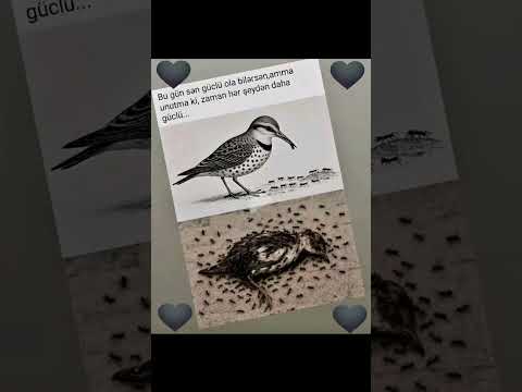 həyatı elə yaşa ki peşmançılıq hissi keçirtmə senin payına nə düşüb bilmirsən yaşadıqca öyrənirsən