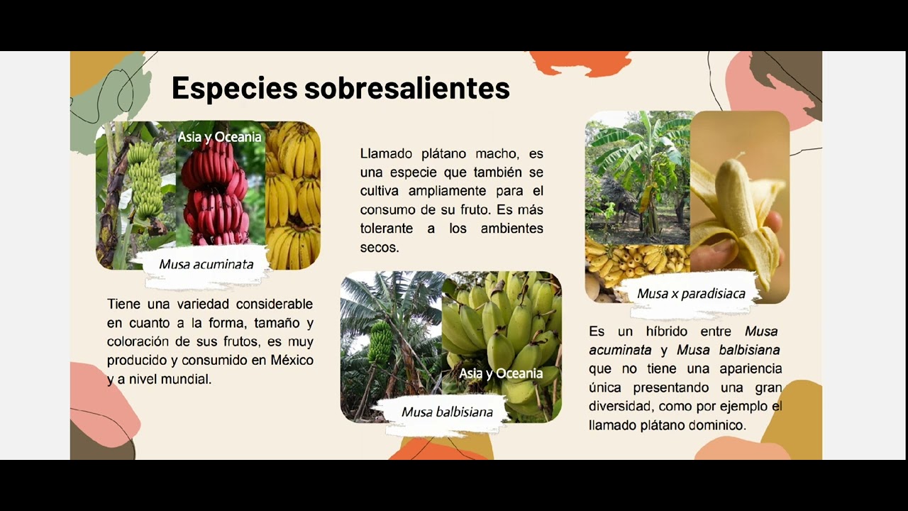 Familia Musaceae 🍌 - YouTube