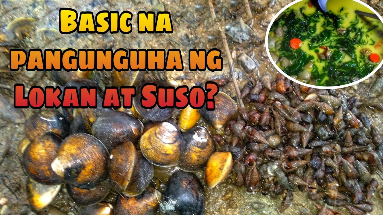 Nanguha kami ng suso at lucan| Catching MUD SHELLS / SNAILS | EP. 08 ...