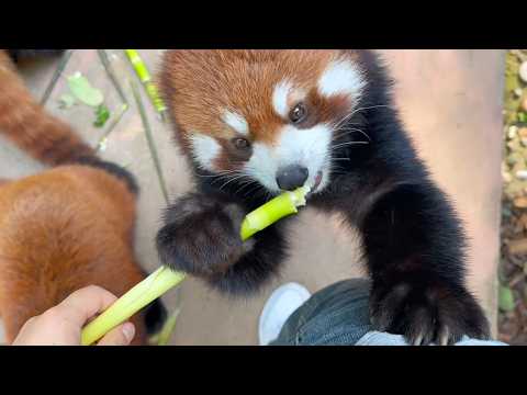 Relaxing Red Panda Eating Bamboo | Pure ASMR Compilation