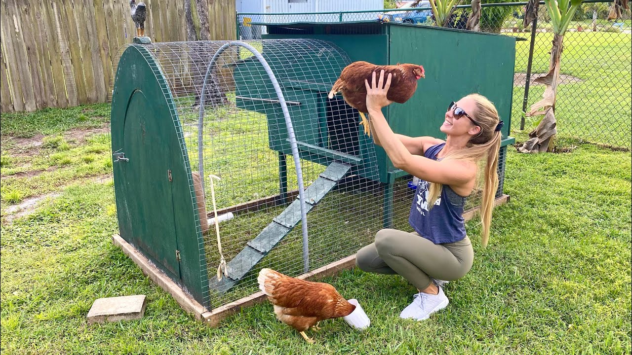 Calling all Animal Lovers, My New Pet CHICKENS!! + The Cutest Baby Cow ...
