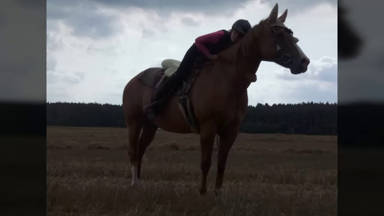 🐎Clara & Curly, zusammen sind wir frei 🐎 - YouTube