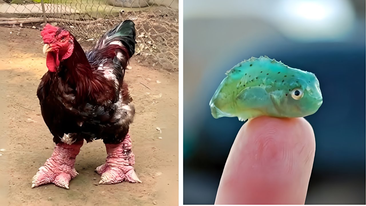10 Weirdest Animal Features Explained! (Wrinkles, Punches & More) 🧠🐾 ...