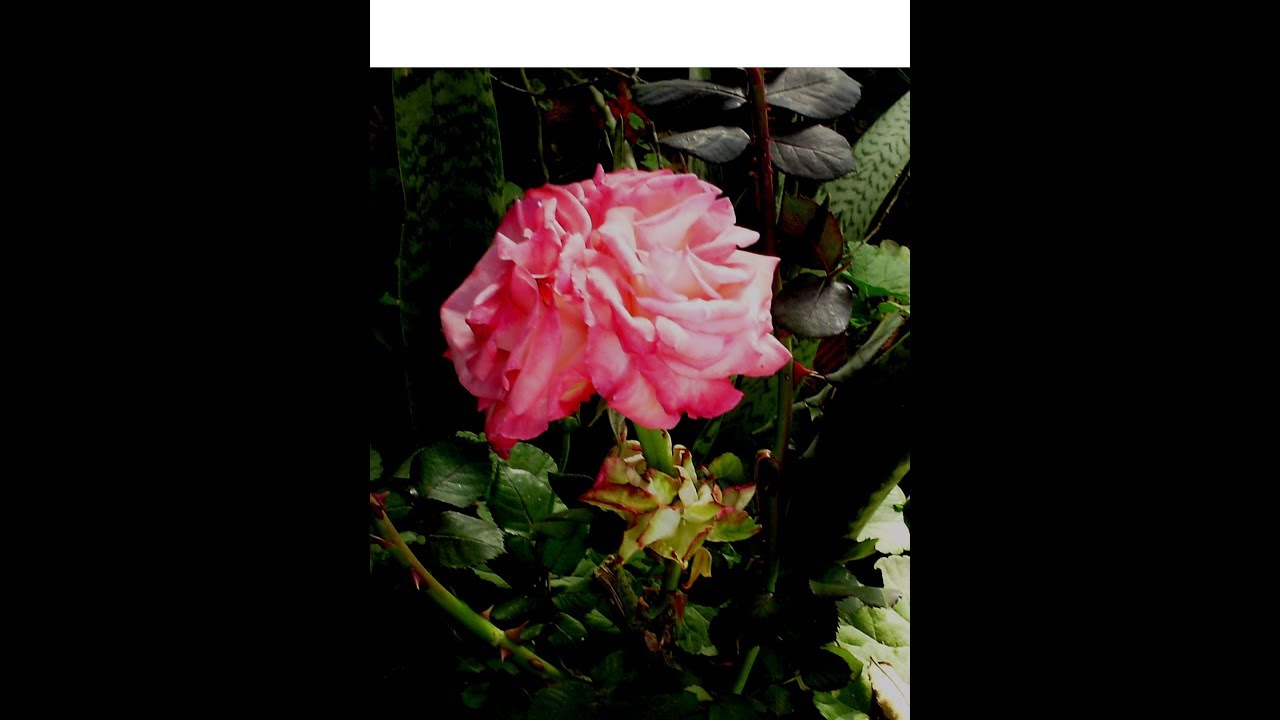 strange rose - ورده غريبه - YouTube