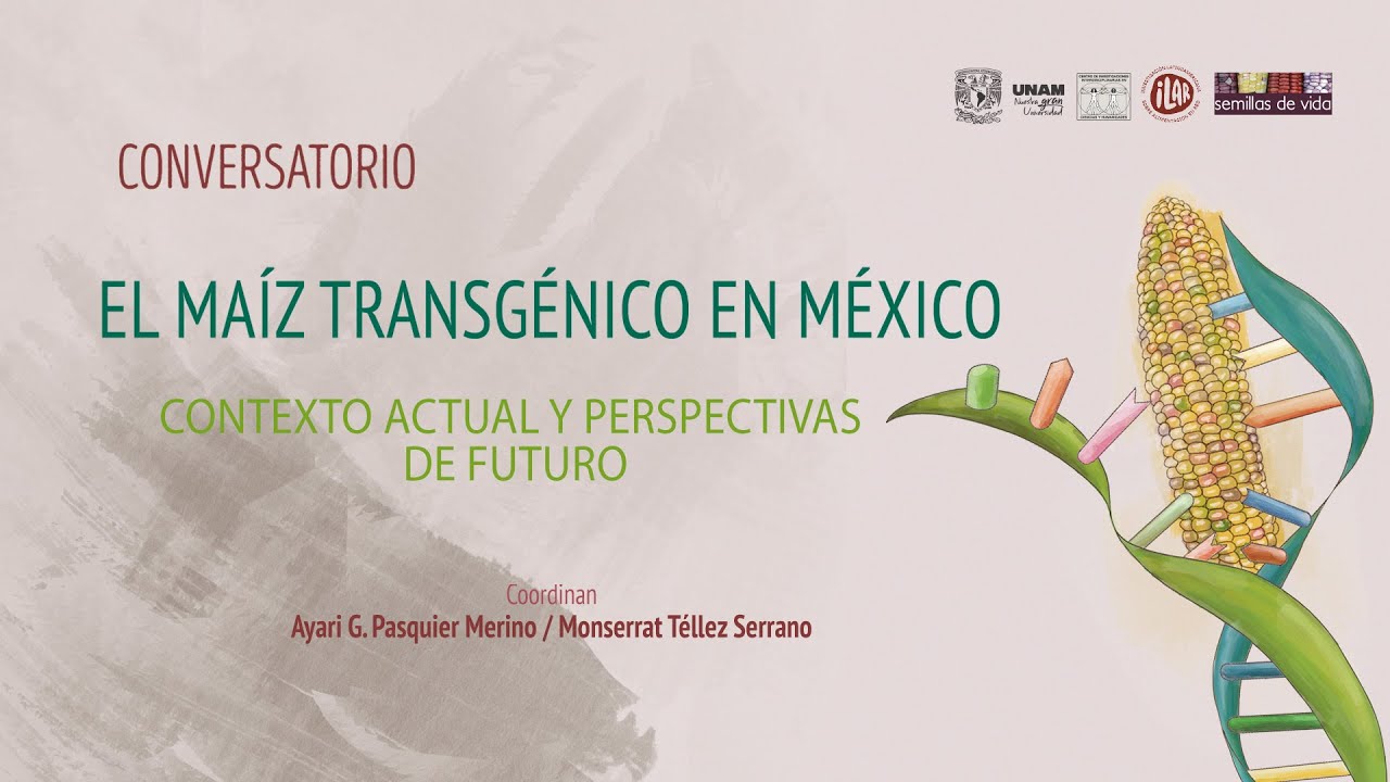 🌽 El Maíz Transgénico en México: Contexto Actual y Perspectivas de ...
